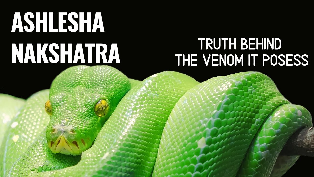 ASHLESHA NAKSHATRA - PERSONALITY DESCRIPTION (CASTE, ESSENCE ...