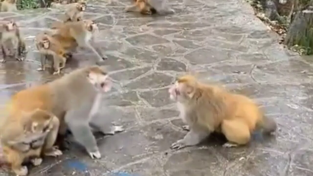 Monkey army fights - YouTube