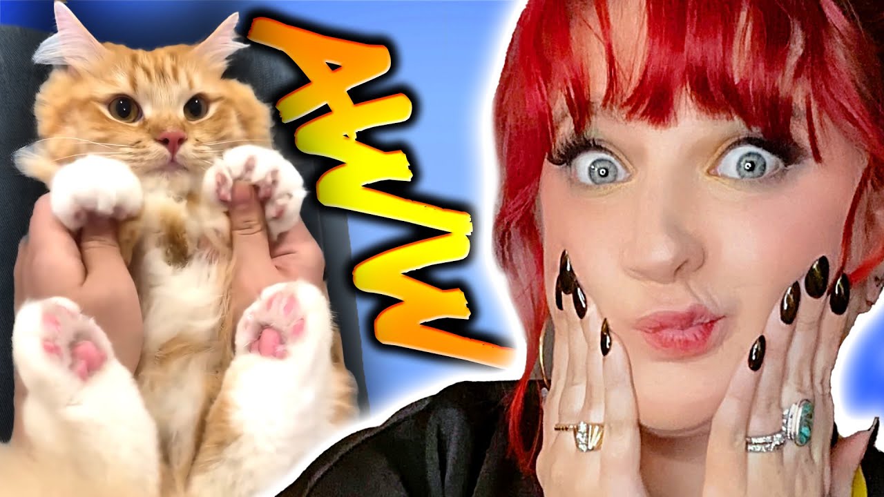 You CAN'T win this | Try Not to AWW | 54 - YouTube