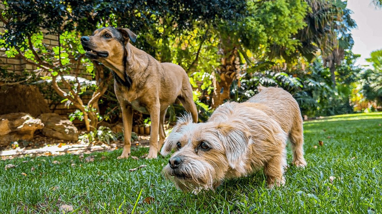 Watch My Dogs Hilarious Stalking Skills - YouTube