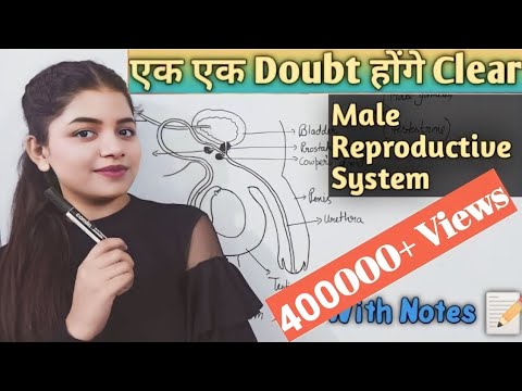 Male reproductive system | Formation of sperm | Male Hormones | Easy ...