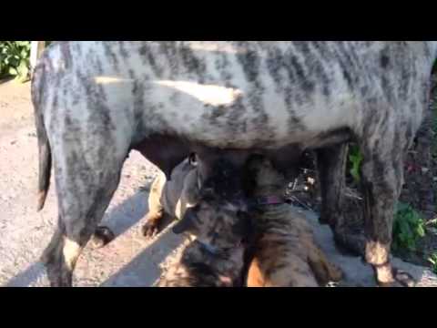 Köpeklerden Anneler günü kutlaması