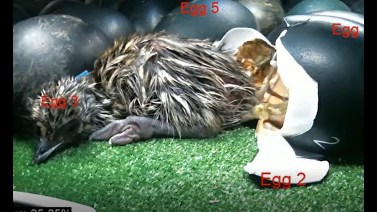 Emu Hatch at The Hydrofarm - YouTube