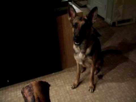 German Shepherd Cry Baby - YouTube
