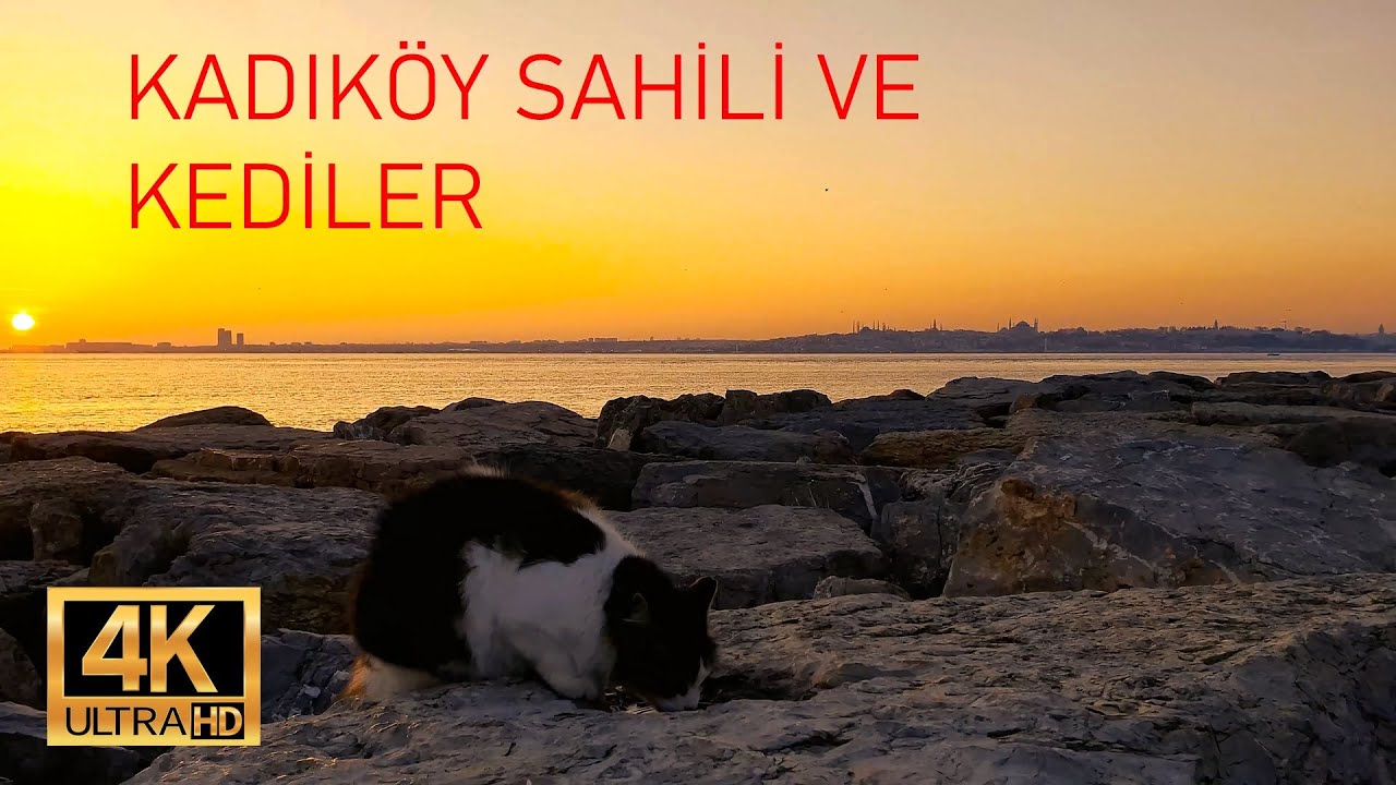 Moda Sahili Gün Batımı ve Sokak Kedileri [Kadıköy Beach Sunset ...