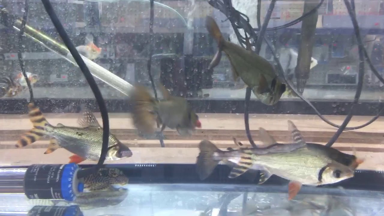 Payara Vampire Tetra Hunting Feeder Fish - YouTube