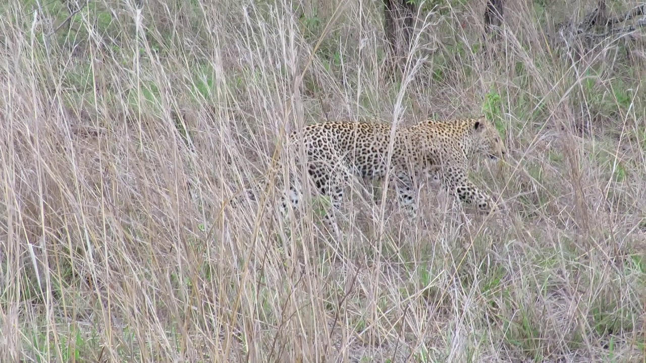 Leopard Crawling - YouTube