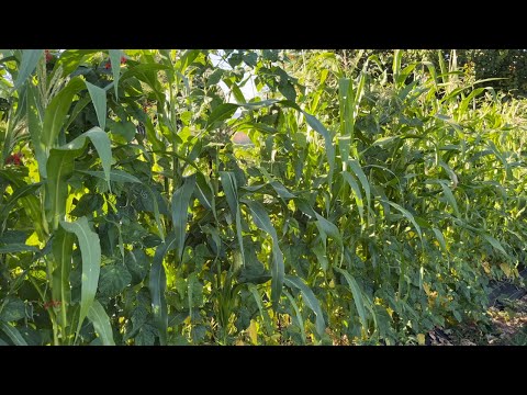bahçesi olan herkes bunu öğrenmeli