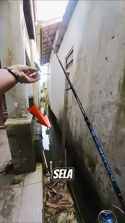 Lihat guys mancing ikan di samping rumah ketika banjir ‼️ #shorts #fishing #mancing - YouTube