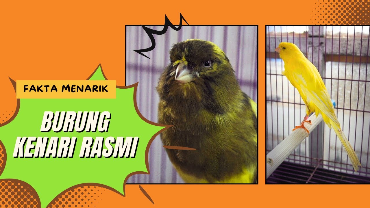 FAKTA MENARIK BURUNG KENARI RASMI - YouTube