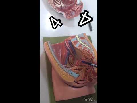 Kadın Genital Ve Üreme Sistemi Anatomisi