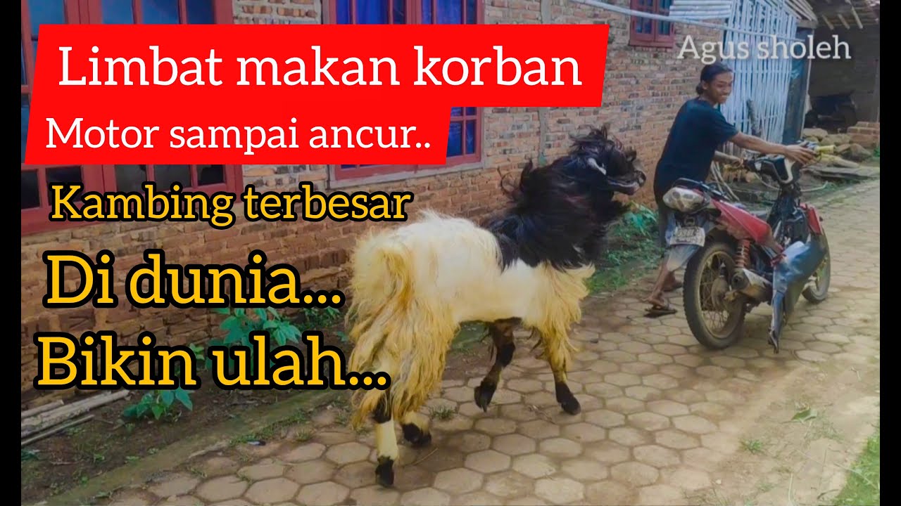 Limbat bikin ulah kambing terbesar didunia - YouTube