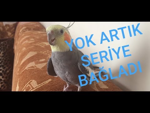 SULTAN PAPAĞANI KONUSMASI SESİ DİŞİ ERKEK ASKIM BABACIK ÖTÜŞÜ HIRÇIN ISIRMASI ELE GELMESİ COCKATİEL