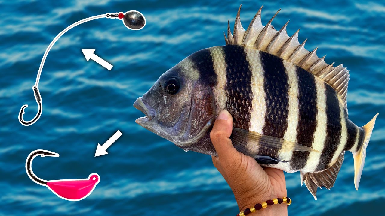 SHEEPSHEAD EXPERIMENT - Carolina Rig vs Jig - YouTube