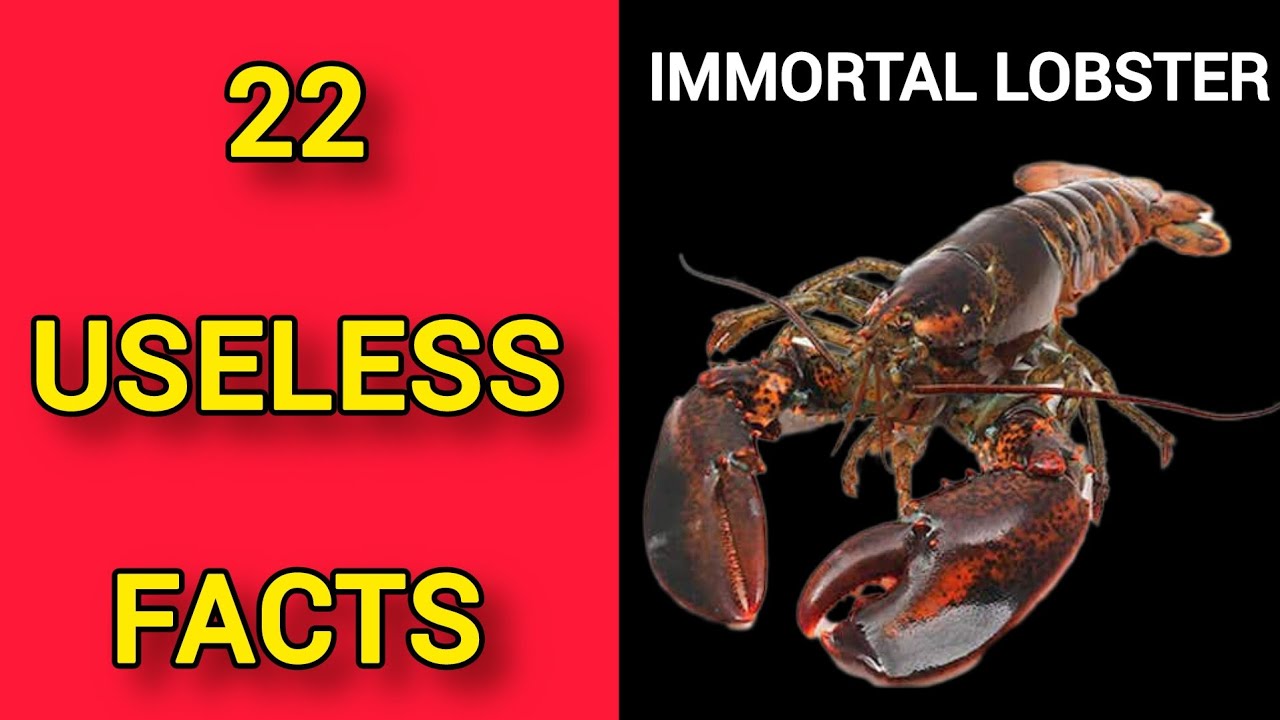 Totally Pointless Facts You’ll Be Glad You Know | 22 USELESS Facts ...