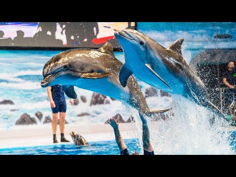 Dolphin shows in Dubai FULL VIDEO | Sea world’s Dolphin show | Seal and ...