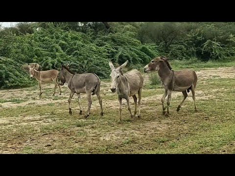 Male donkey chasing female donkey #donkey #donkeykong #donkeyfarm # ...