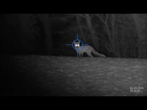 Fox filmed via the ATN X Sight 2 5-20x Night Vision Riflescope - YouTube