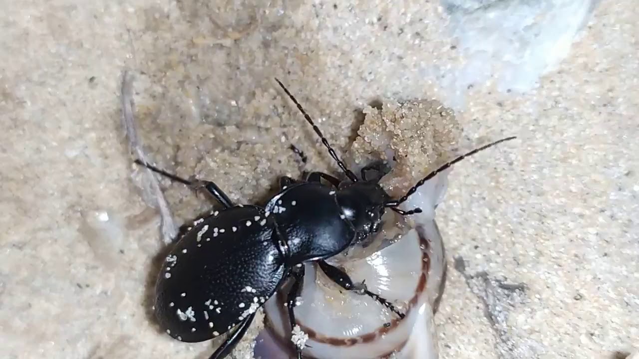 Ground Beetle eating a Snail (Time Lapse) - YouTube