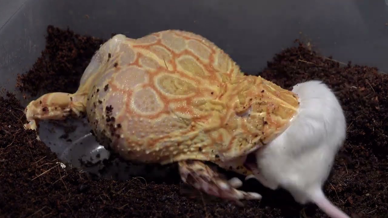 Big Frog Eats Mouse / Warning Live Feeding - YouTube