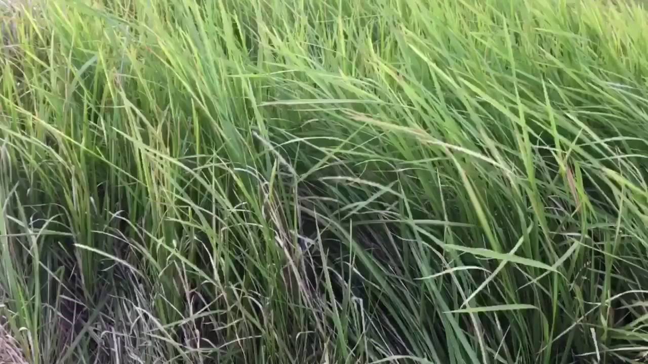 Beauty of Ampara - East Coast of Sri Lanka - YouTube