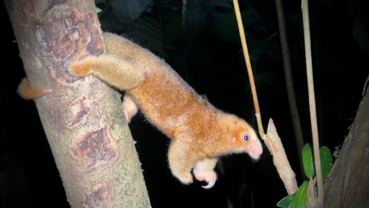 Pygmy Anteater Pet