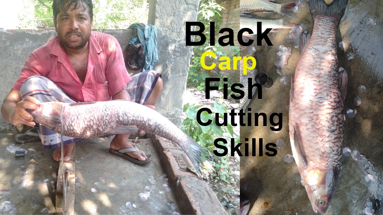 Small Black Carp Fish Cutting Skills Amazing Fish Cutting Skill - YouTube
