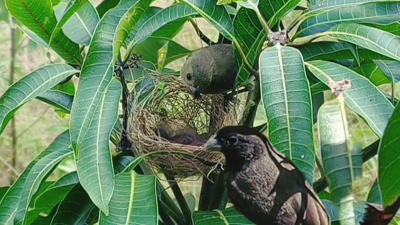 papa capim fêmea e macho e dois filhotes - YouTube
