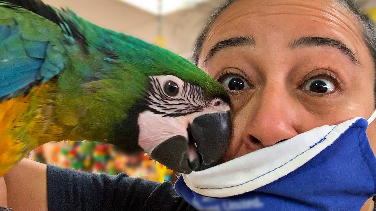 Visit to An Exotic Bird Shop in California | Off the Homestead Now ...