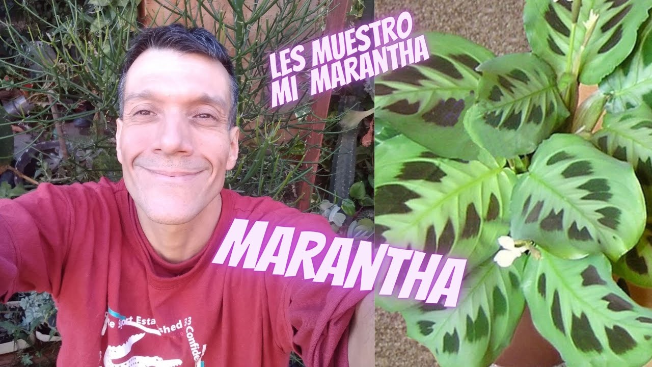 Marantha Sapito/Datos básicos/ Mí Marantha @Enamoradodelasplantas - YouTube