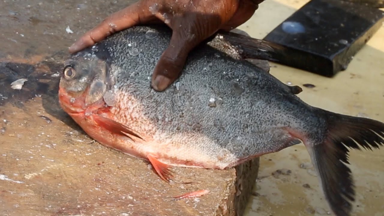 Red Pomfret Fish Cutting & Chopping | Big Size Red Pomfred Fish Cutting ...
