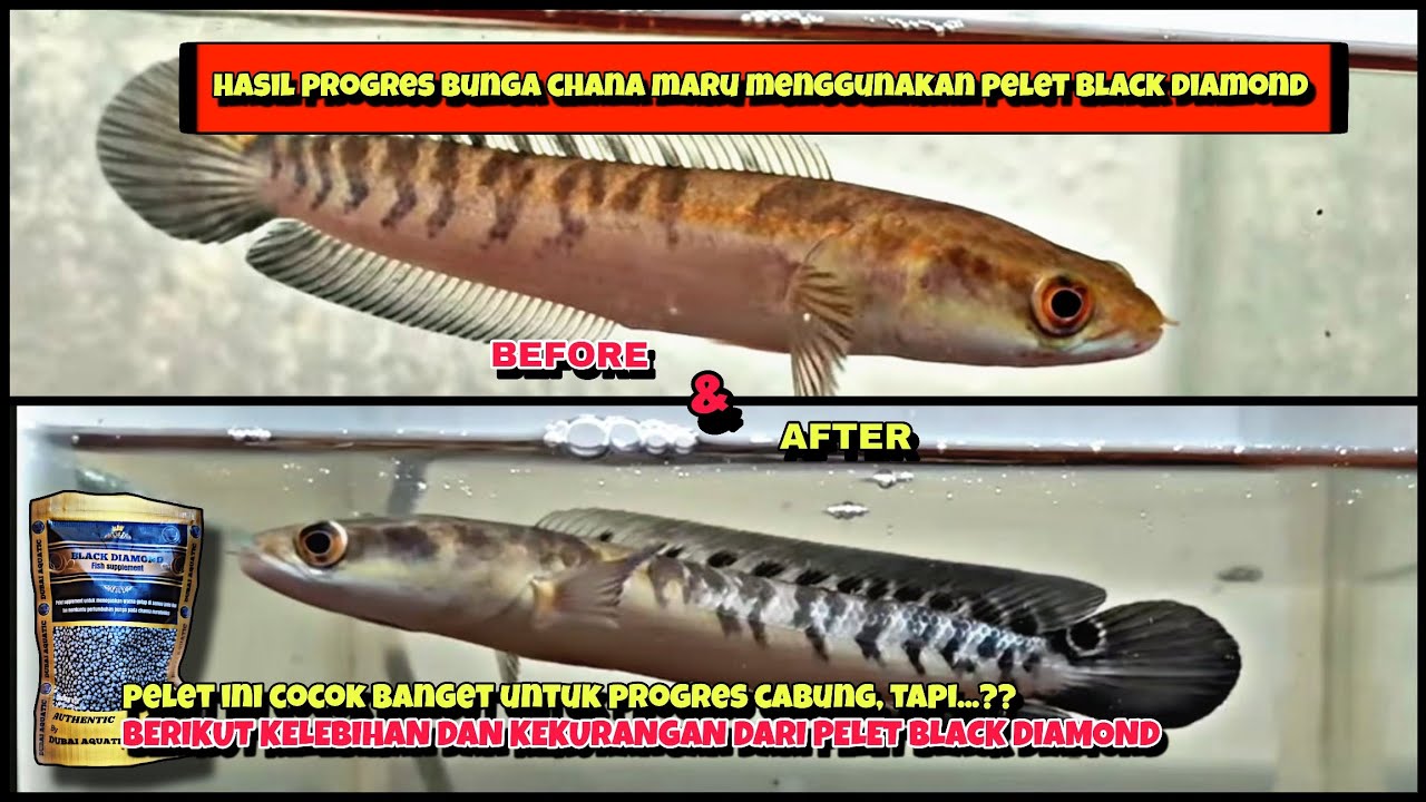 HASIL PROGRES CHANA MARU MENGGUNAKAN PELET BLACK DIAMOND‼️BERIKUT ...
