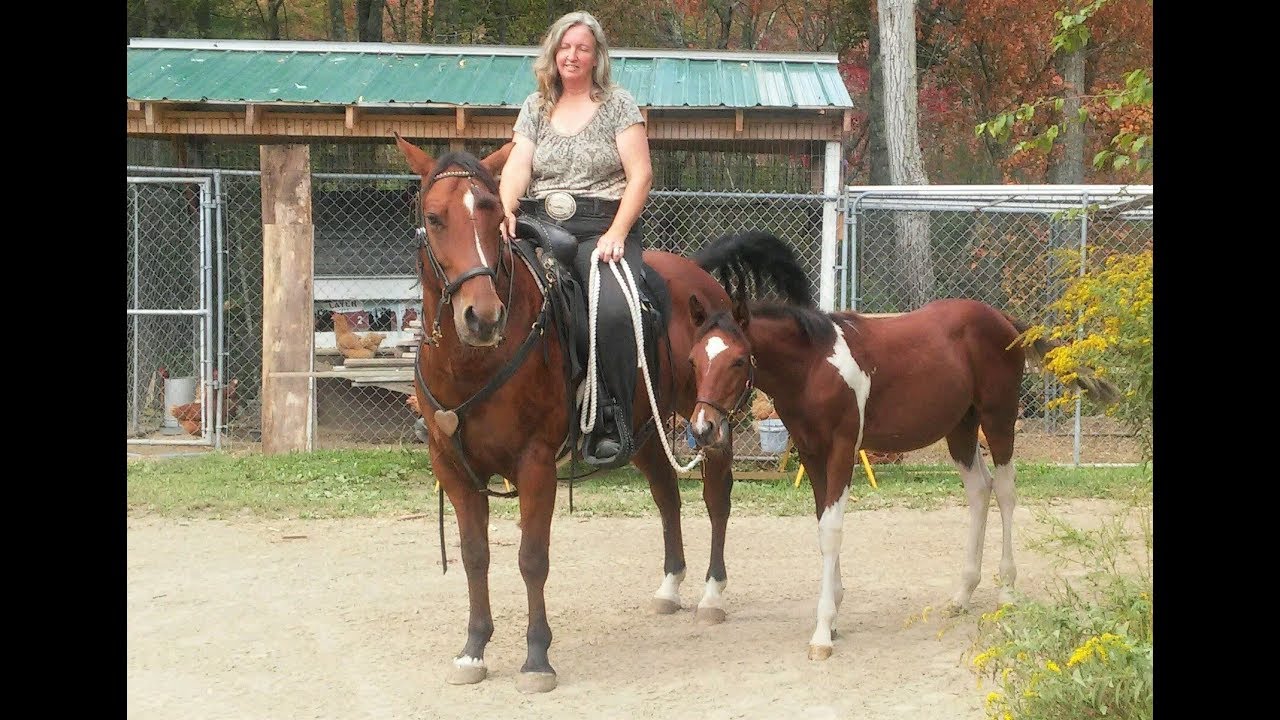 Training A Weanling Colt - Lots Of First's - YouTube