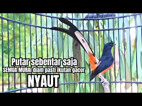PANCINGAN murai batu GACOR FIGHTER melatih bongkar materi, Jadikan burung cepat bunyi pasti emosi