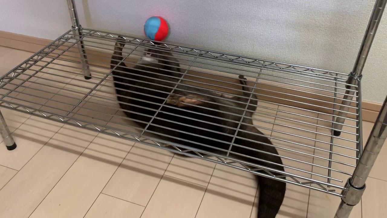 カワウソのポコちゃんに新しいおもちゃをあげてみた I gave a new toy to Otter Poco - YouTube