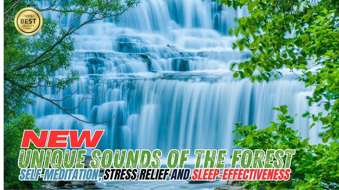 Unique sounds of the forest - YouTube