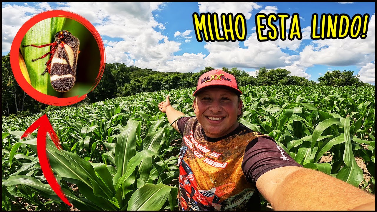 AS CIGARRINHAS ESTÃO ACABANDO COM MEU MOMBAÇA! MILHO ESTA LINDO DE MAIS ...