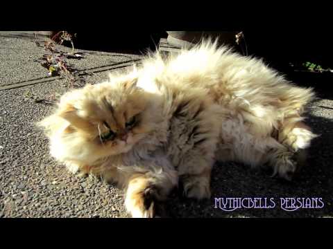 13 01 17 Persian kitties, Sahara & Tiny Bear, speak their mind