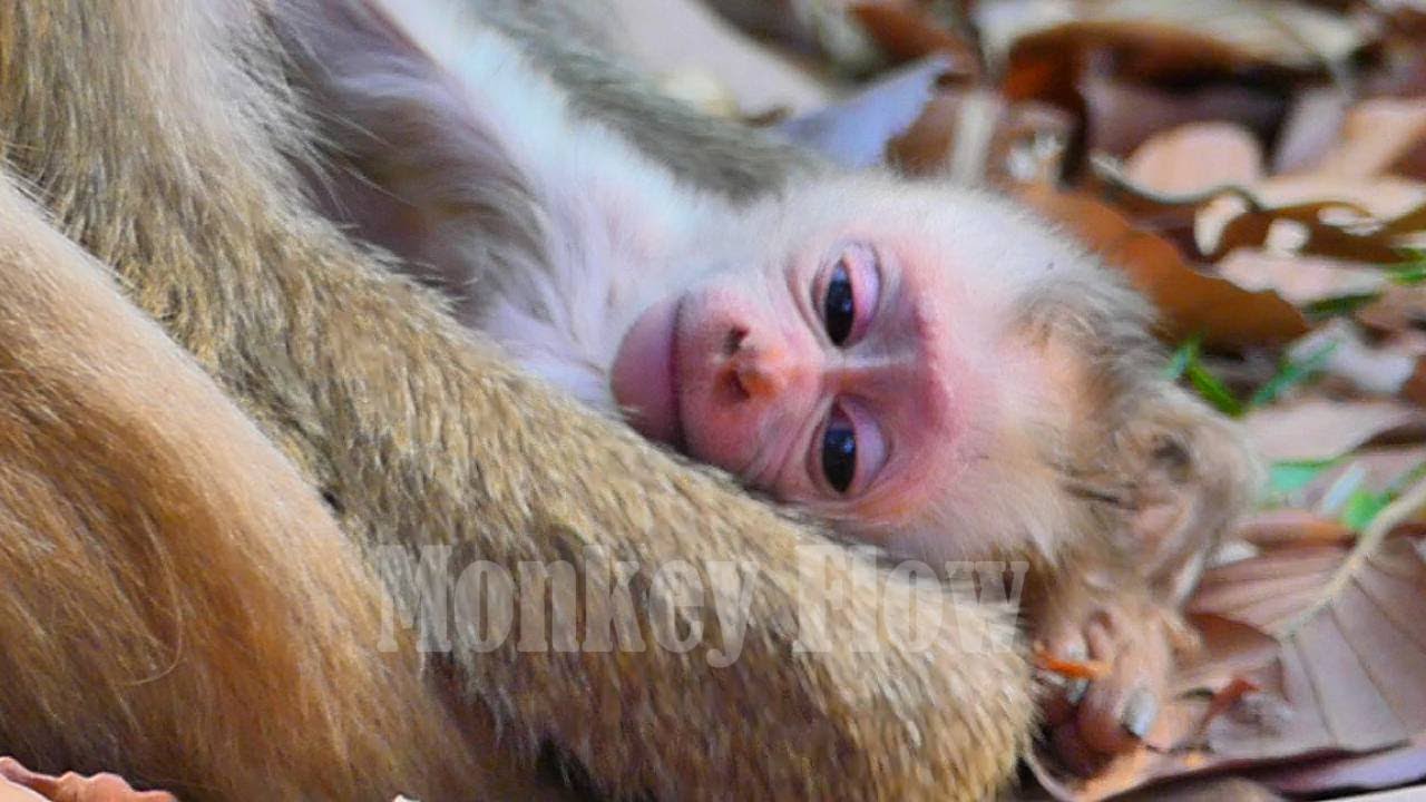 Milly BB so cute and Happy so sweet with mom and Sweet milk - YouTube