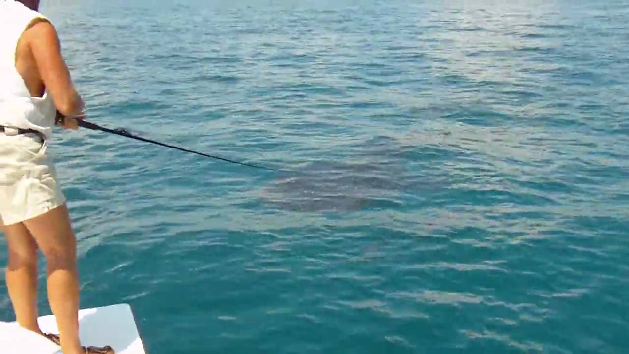 Whale Shark under the boat - YouTube