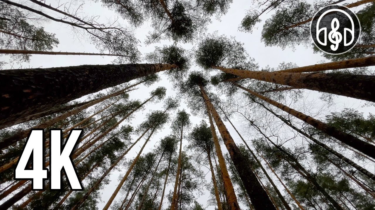 Wind sounds in the pine forest in late autumn. White noise for sleep and relaxation. - YouTube