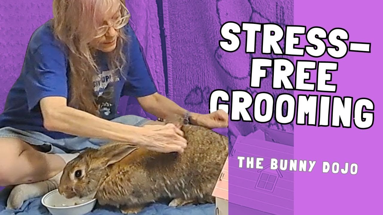 HOW TO GROOM BUNNY STRESS FREE - YouTube