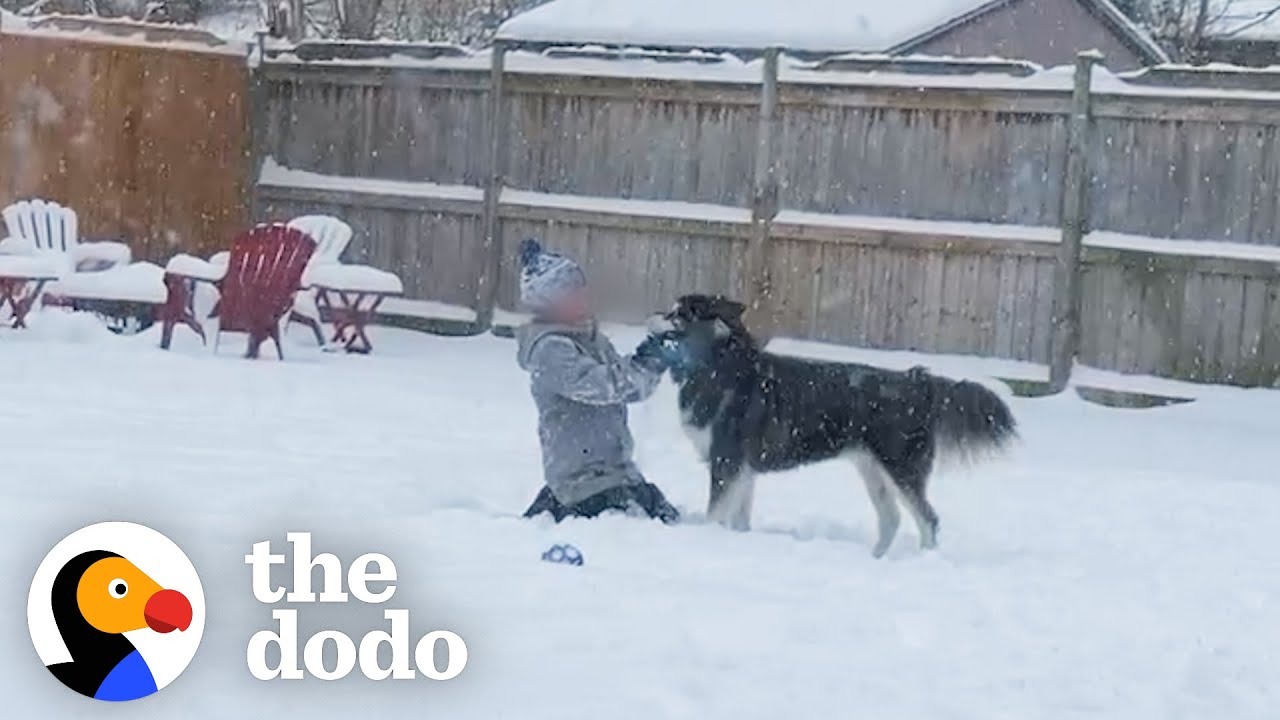 Rescue Husky Sees Snow For First Time | The Dodo - YouTube