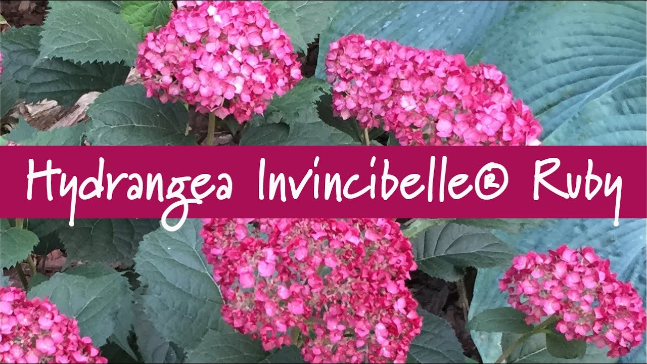 Hydrangea Invincibelle® Ruby at Prides Corner Farms - YouTube
