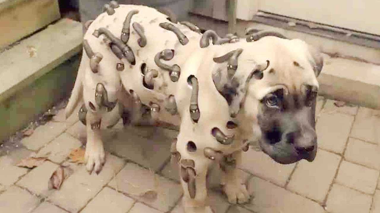 When Doctor Saw These Marks, He Burst Into Tears- Most Amazing Animal ...