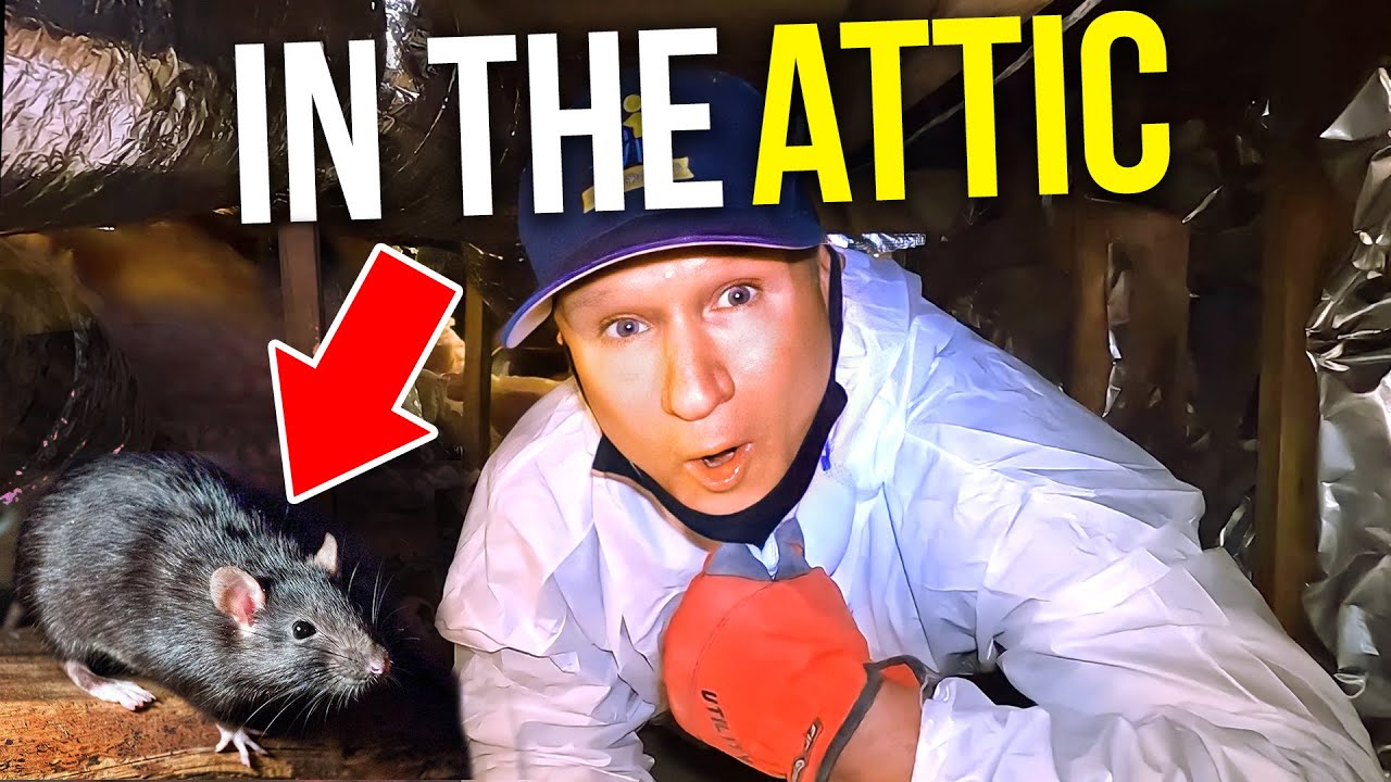 SCRATCHING In the Ceiling At Night!? We Got it!! Get rid of rats FAST ...