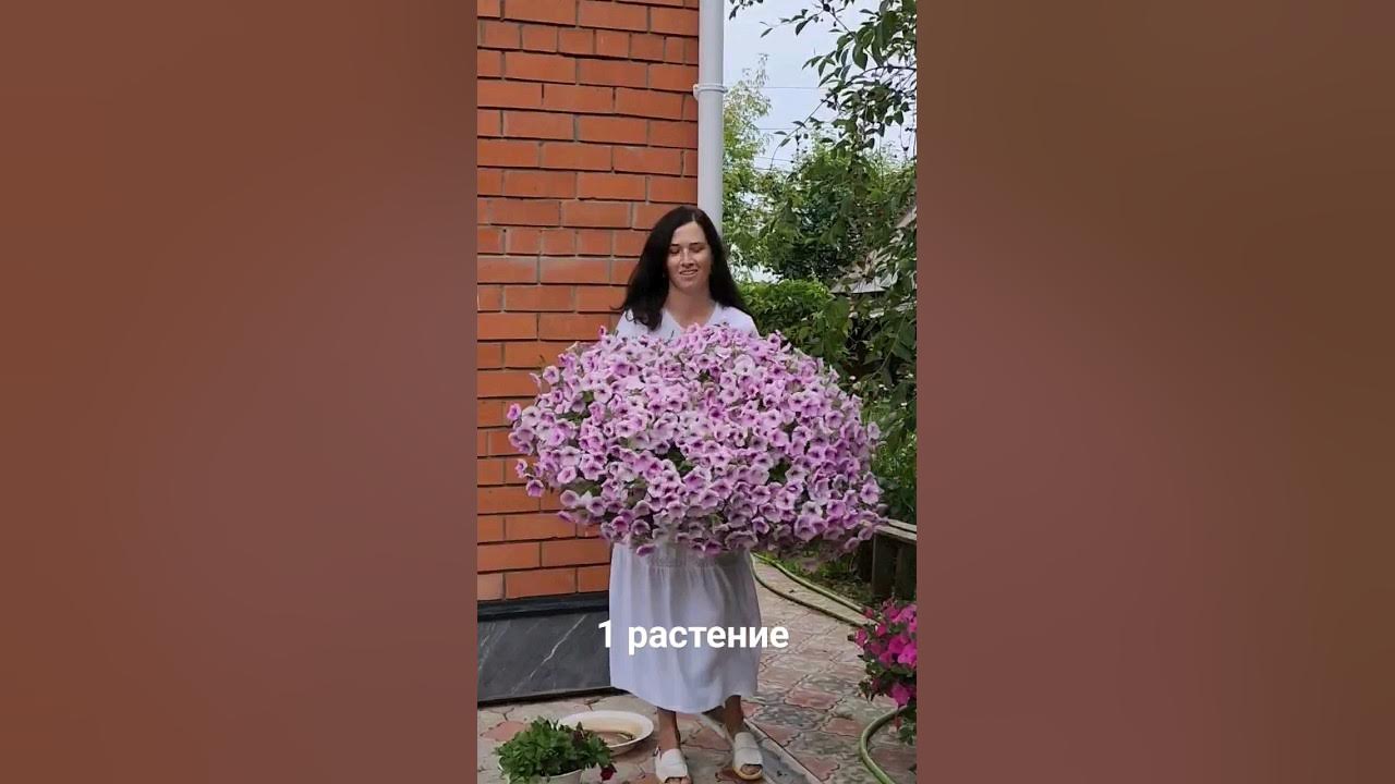 Петуния ШОК ВЕЙВ ПИНК ВАЙН 1 РАСТЕНИЕ НА ГОРШОК 40 литров. #петуния # ...