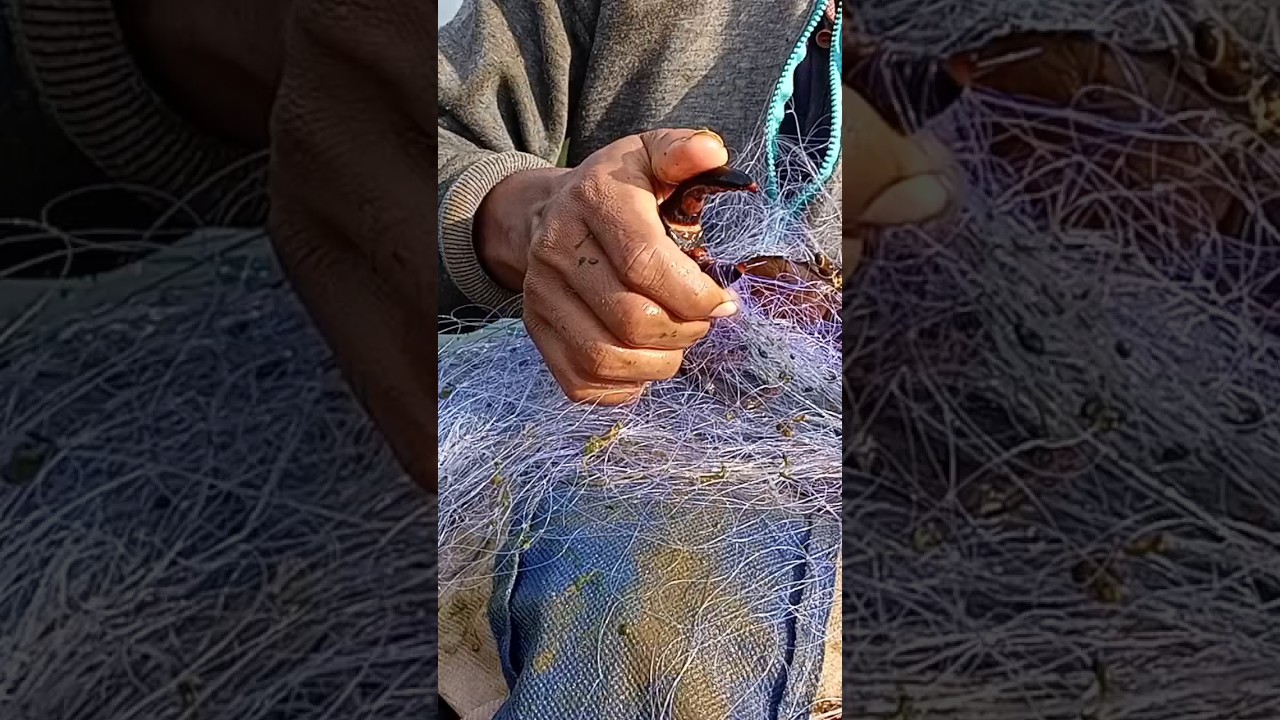 KEKADA beka saeeja fish tepame gill net me #shots #video #kekada - YouTube