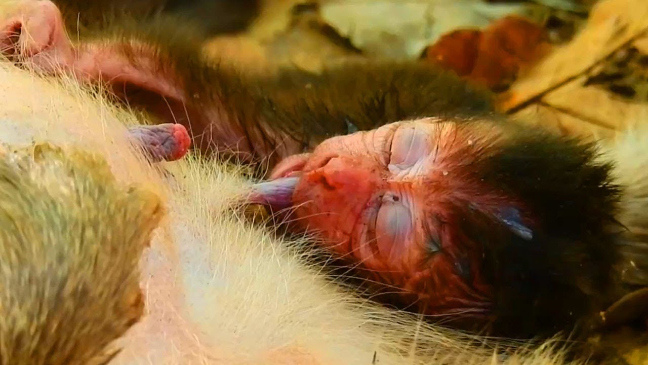 Deeply miserable newborn baby monkey Dalton trying to get mom milk ...