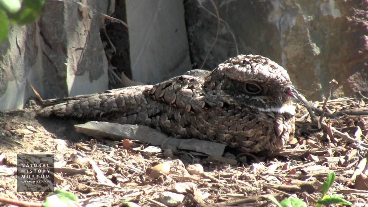 Common Poorwill At NHM Wildlife Gardens - YouTube